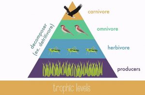 Trophic Levels- positions of organism in a food chain - Environmental Earth