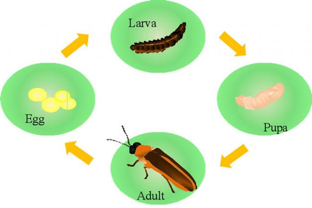 Fireflies -Life cycle and Myths about the light bugs - Environmental Earth