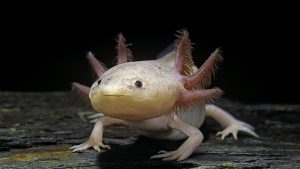 Axolotls Critically Endangered Salamanders living in Mexico - EnviEarth